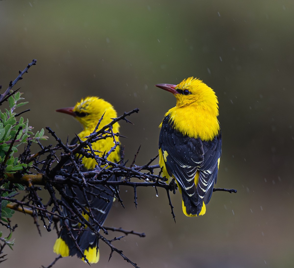 20 April ’24 – LESVOS BIRD NEWS